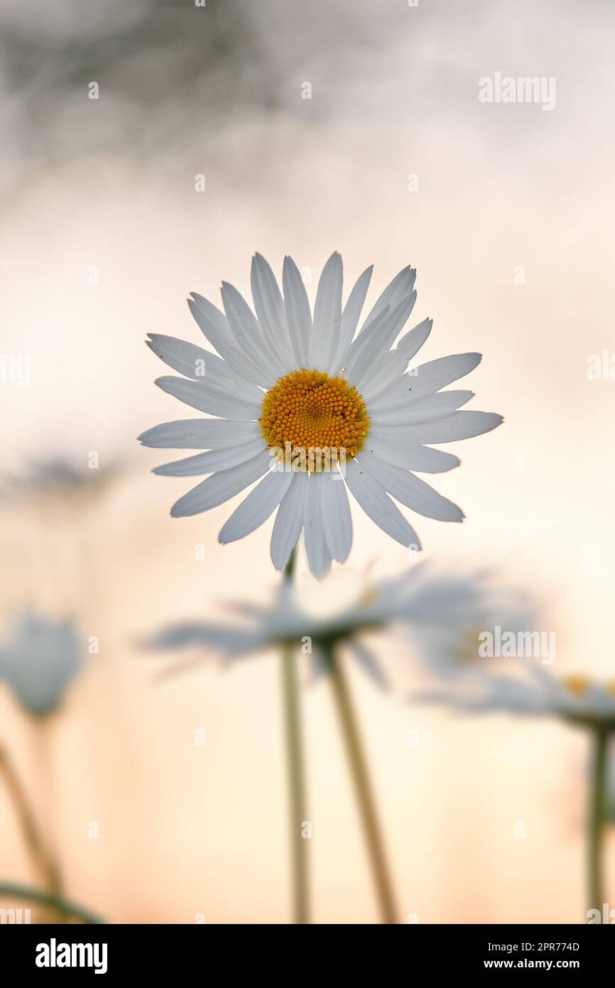 Empty pistil hi-res stock photography and images - Alamy