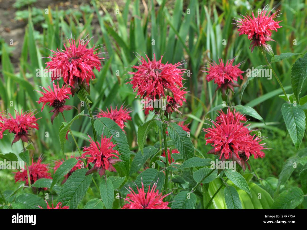 In summer in the garden red flowers in bloom monarda Stock Photo - Alamy