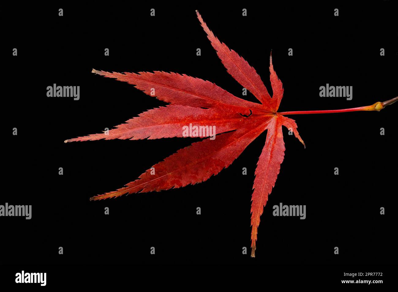 Canadian maple leaf hi-res stock photography and images - Alamy