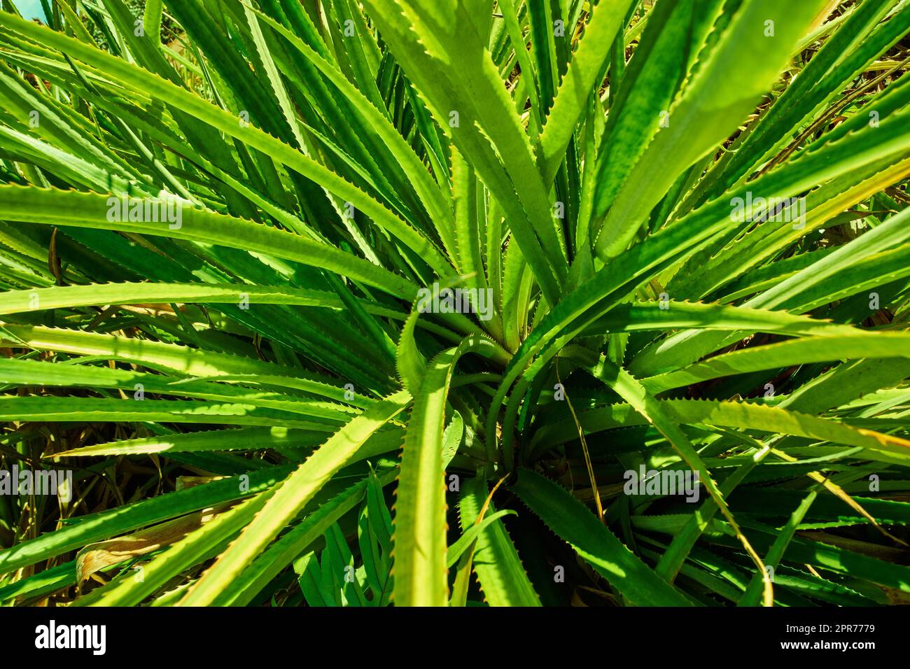 Thorny plants hi-res stock photography and images - Alamy