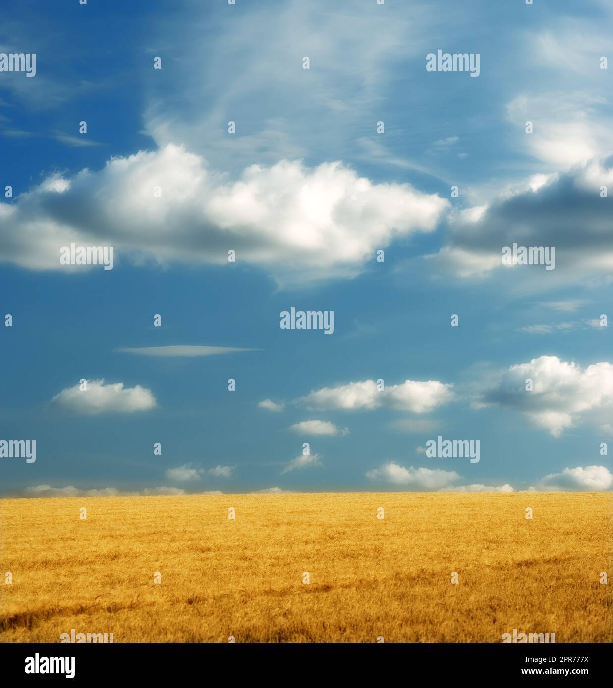 Yellow cornfield against a blue sky with clouds. Peaceful nature scene ...