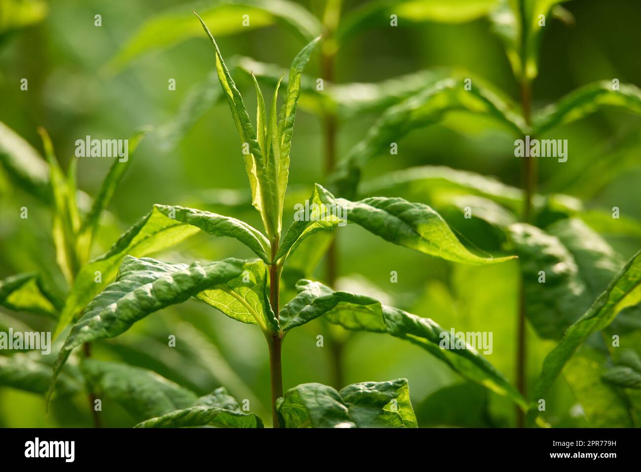 Plant stem texture hi-res stock photography and images - Alamy