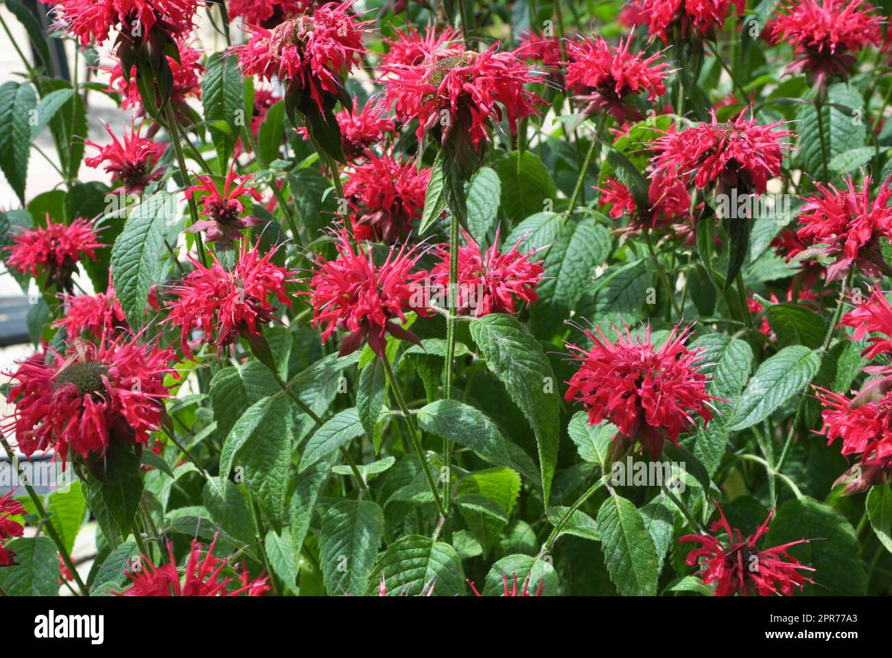 In summer in the garden red flowers in bloom monarda Stock Photo - Alamy