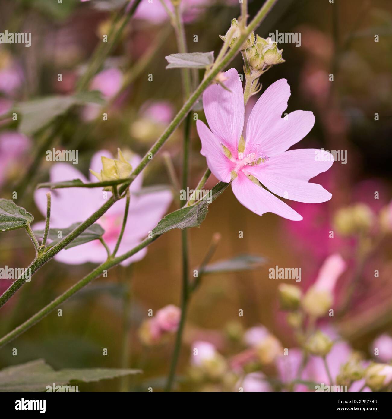 Malva outdoors hi-res stock photography and images - Alamy