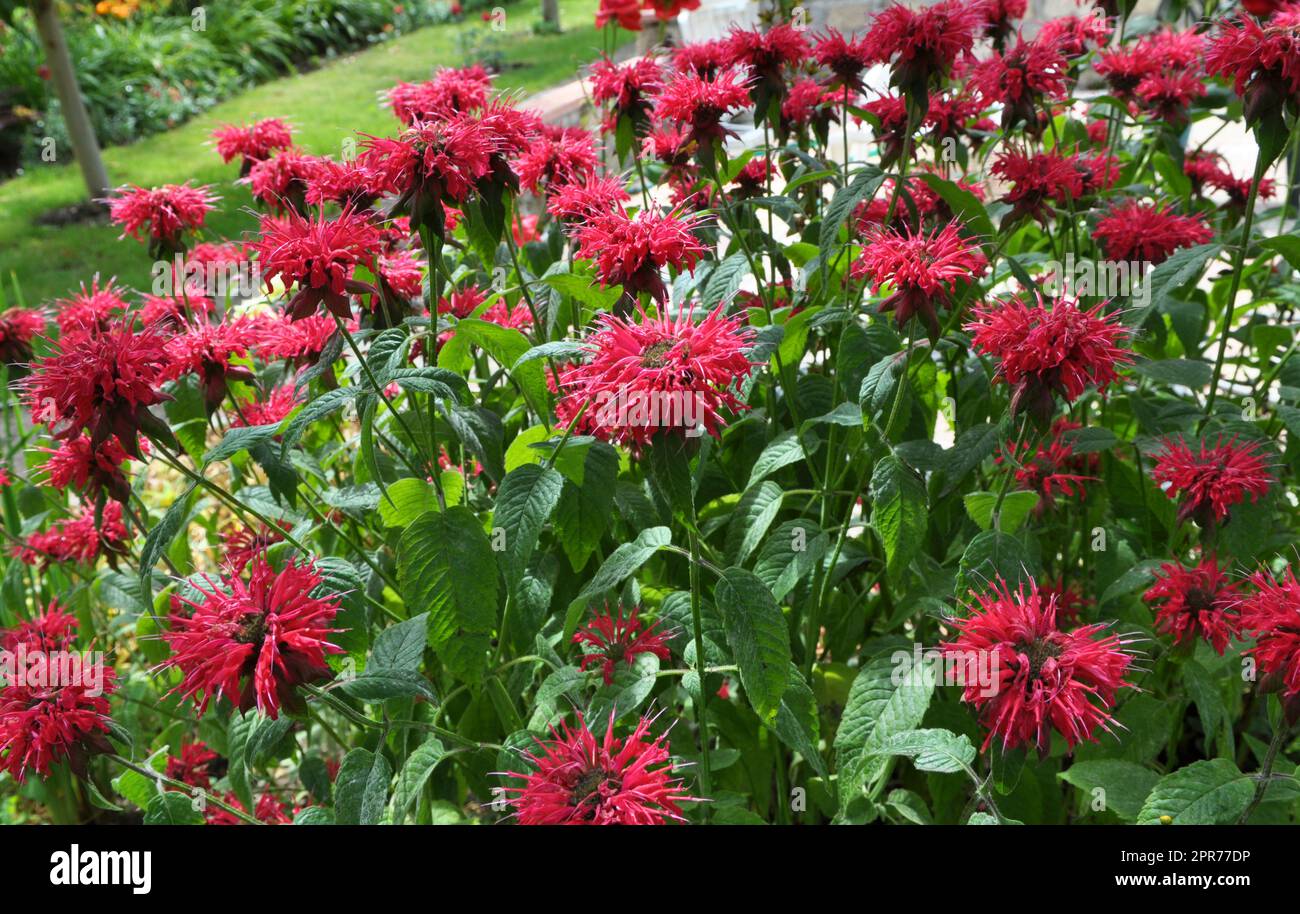 Scarlet monarda hi-res stock photography and images - Alamy