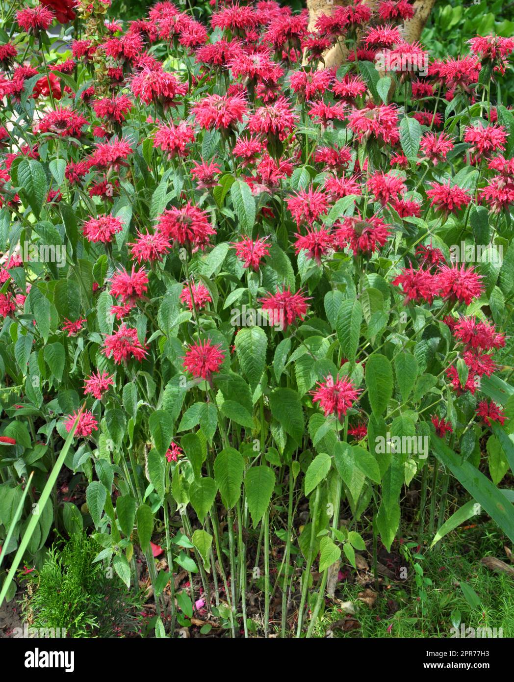 In summer in the garden red flowers in bloom monarda Stock Photo - Alamy