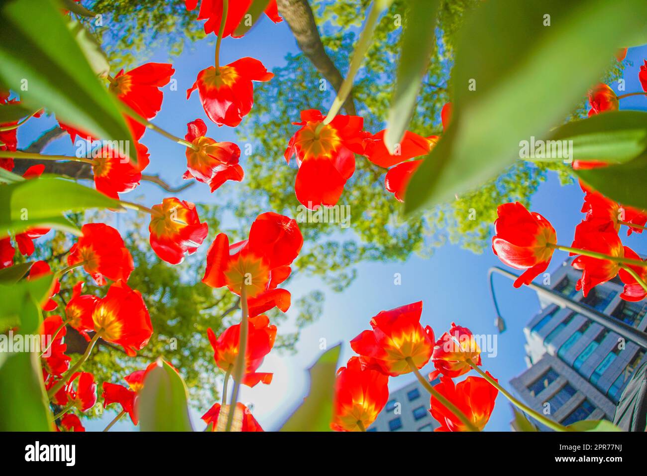 Fairy tale pink tulip hi-res stock photography and images - Alamy