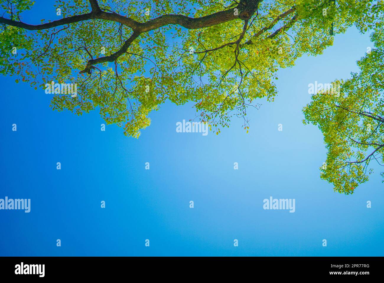 Image of fresh greenery and sunbeams Stock Photo - Alamy