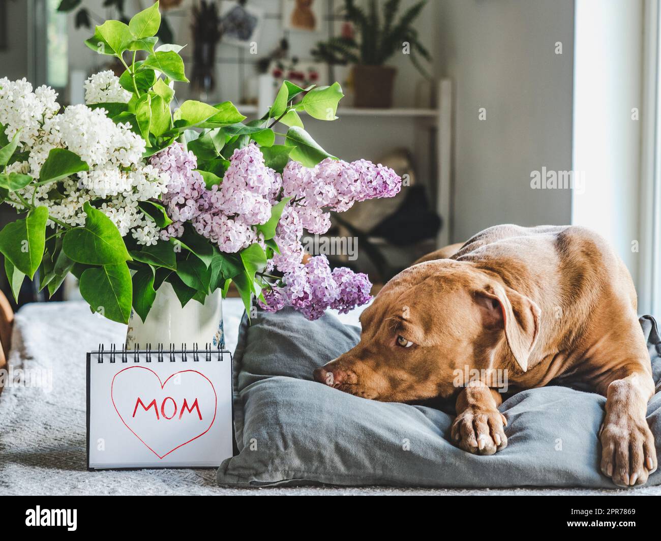 Mom of a pitbull hi-res stock photography and images - Alamy
