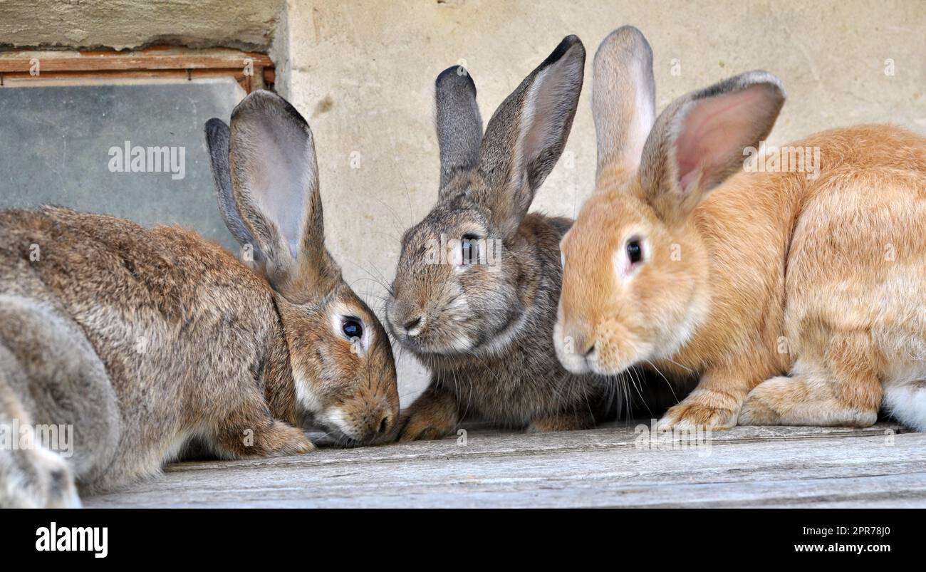 Domestic rabbits raised for their own needs in a private village yard ...