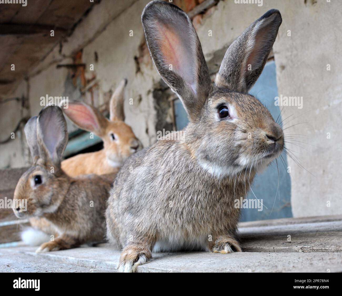 Domestic rabbits raised for their own needs in a private village yard ...