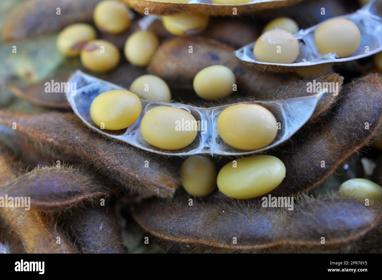 Soybean plants dry pods hi-res stock photography and images - Alamy