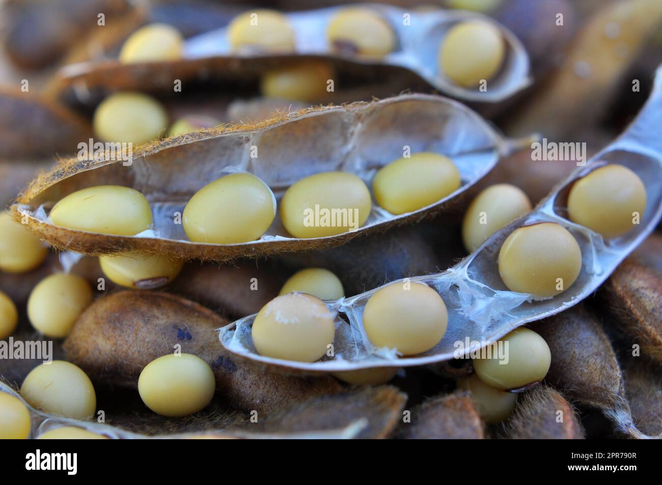 Soybean field pods ripe soybeans hi-res stock photography and images ...