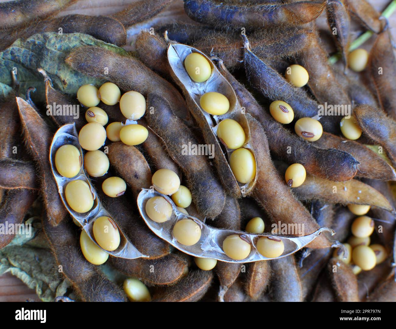 Soya bean plants hi-res stock photography and images - Alamy