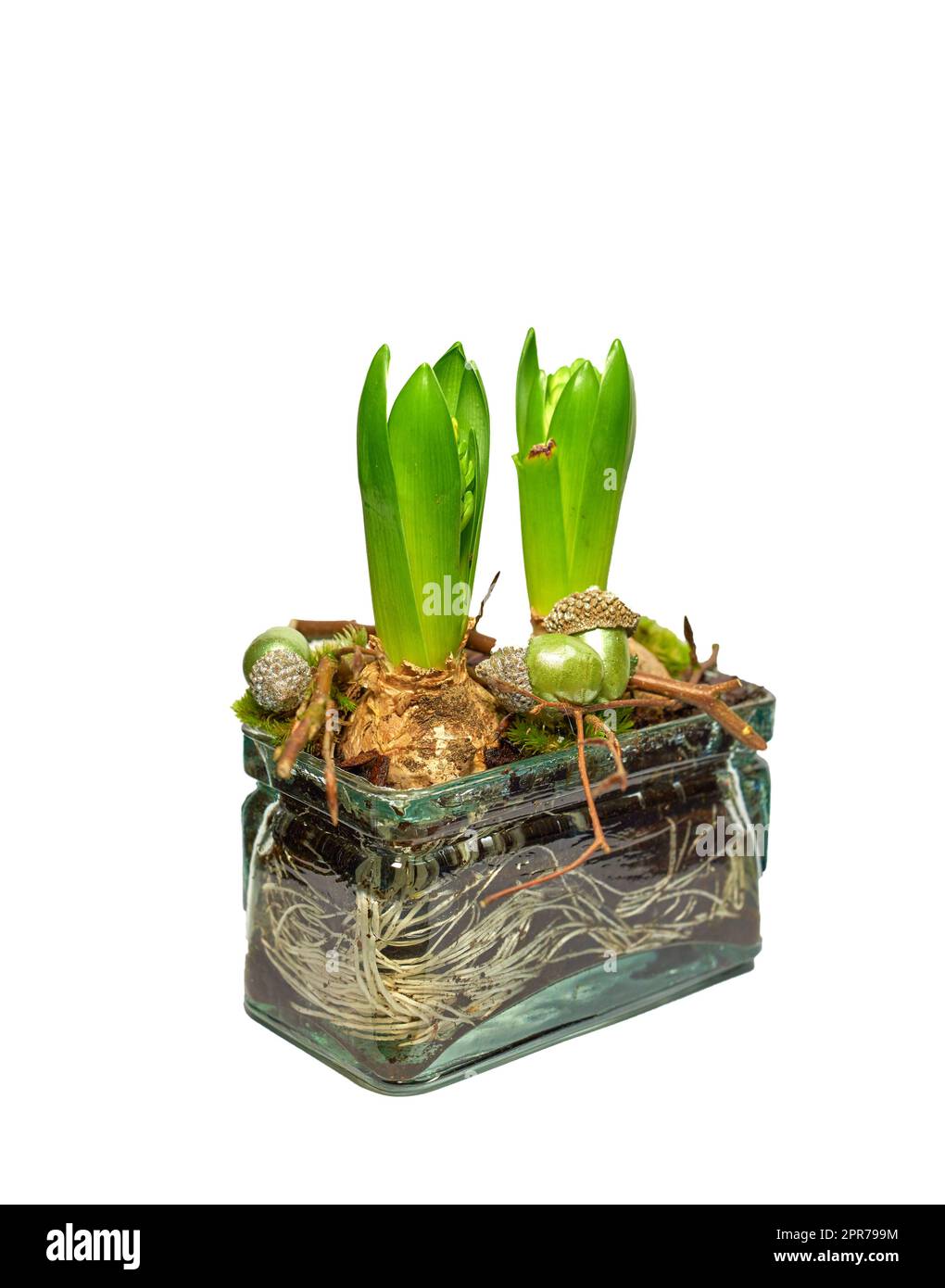 Germinating bulbs hi-res stock photography and images - Alamy