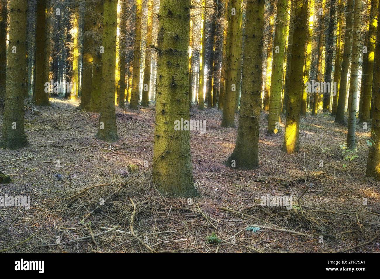 Many trees hi-res stock photography and images - Alamy