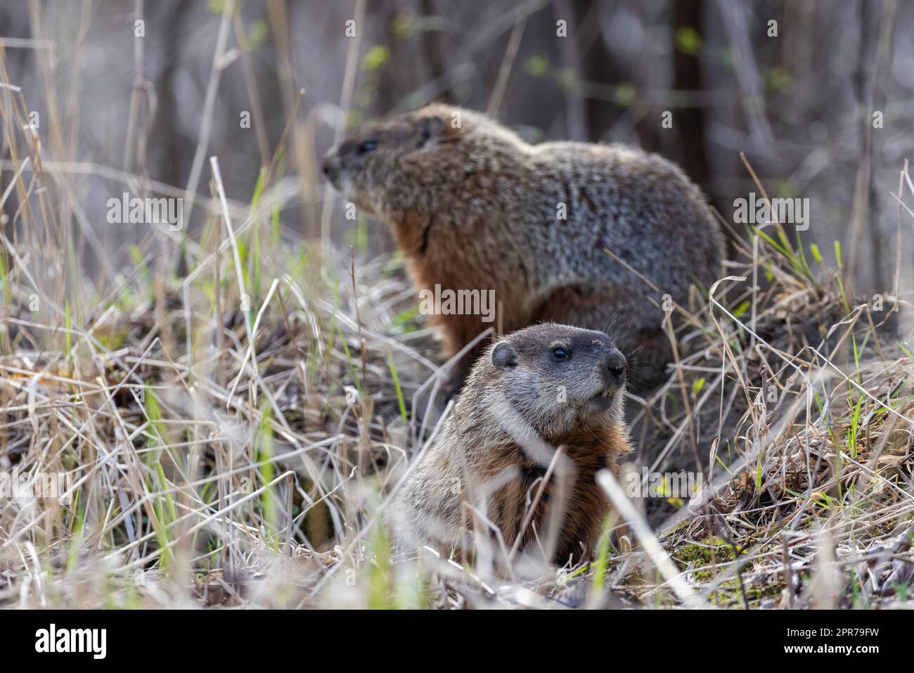 Marmota monax isolated hi-res stock photography and images - Alamy