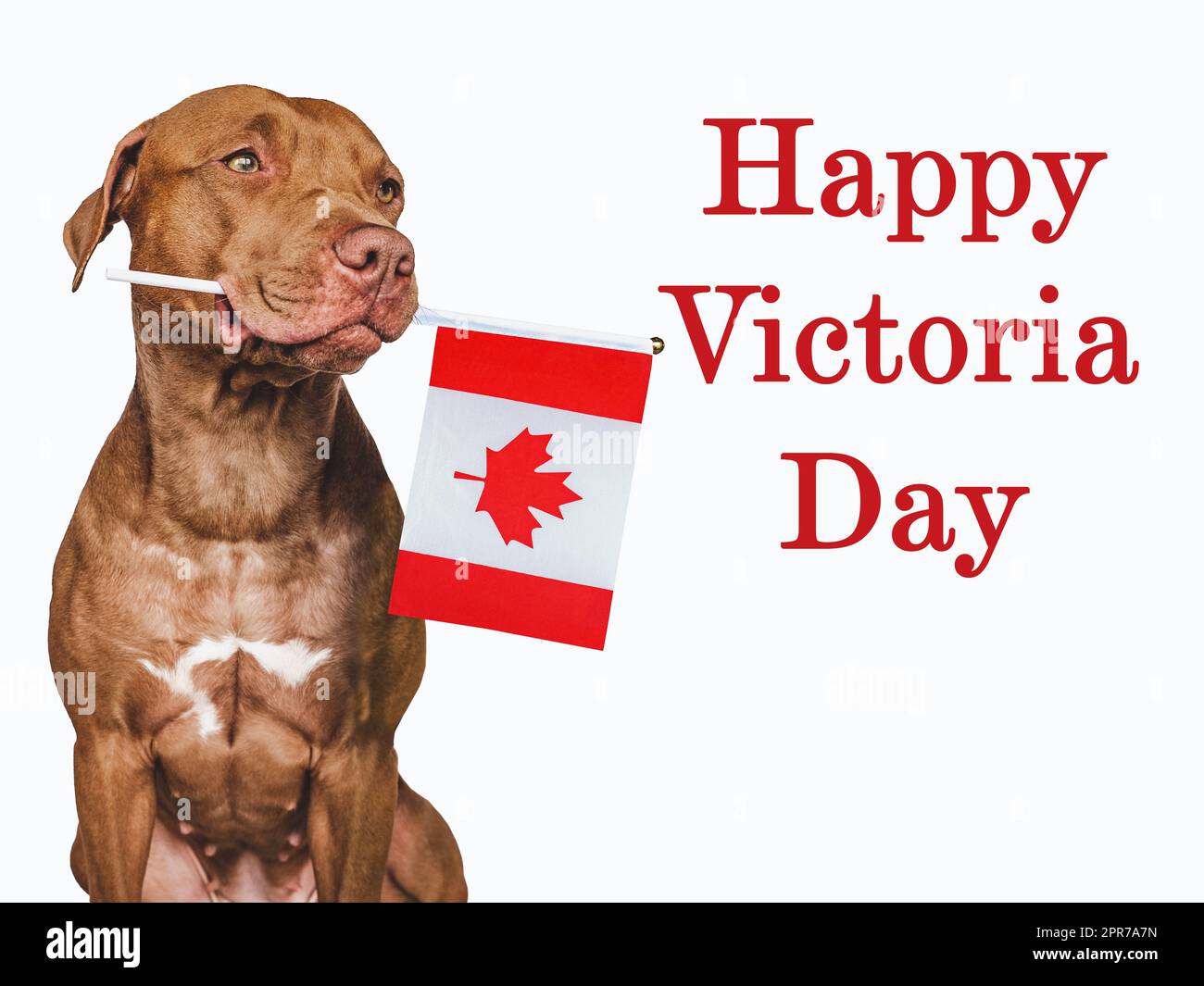 Happy Victoria Day. Charming, lovable brown puppy and Canadian flag ...