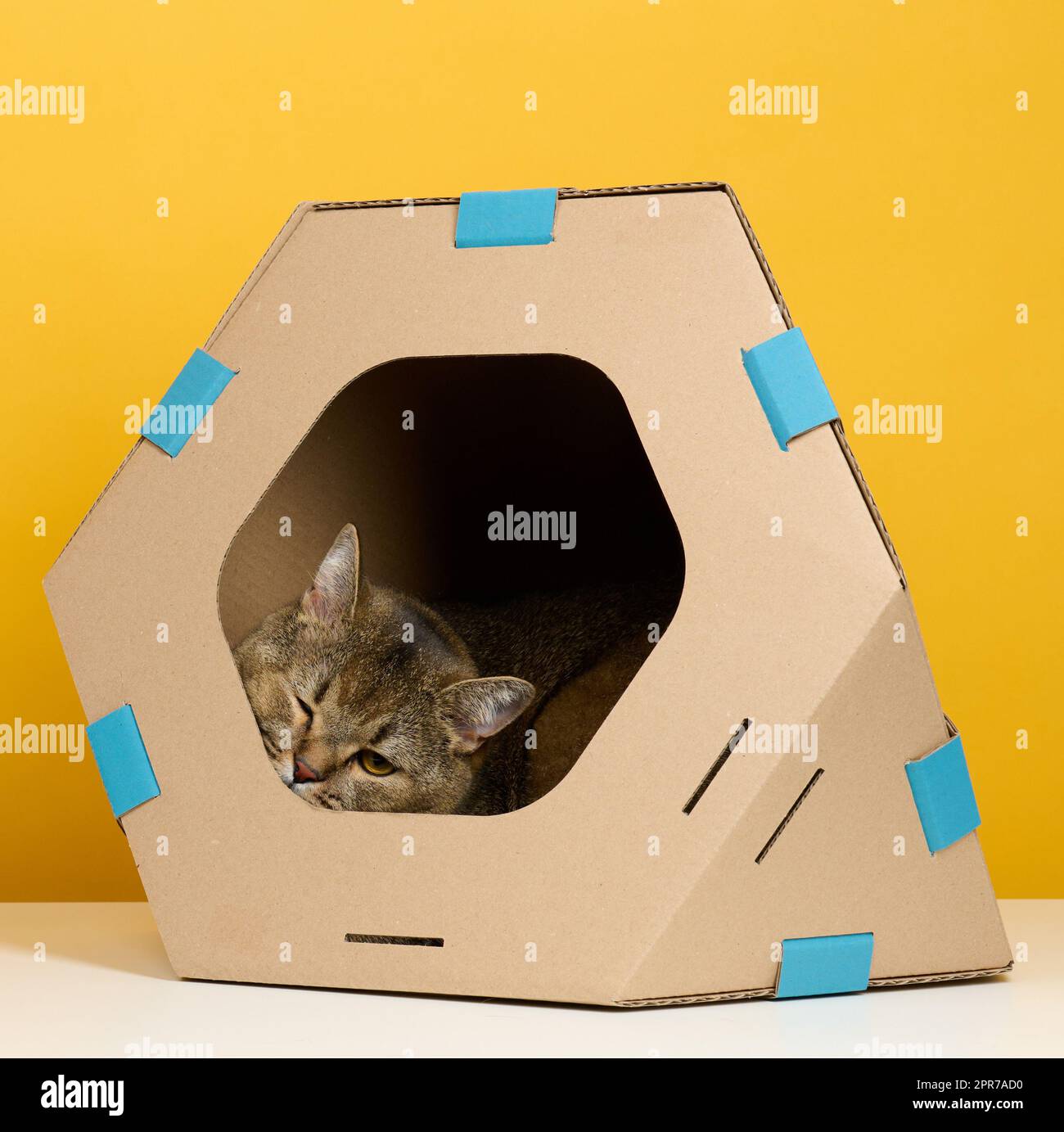 An adult straight-eared Scottish cat sits in a brown cardboard house ...
