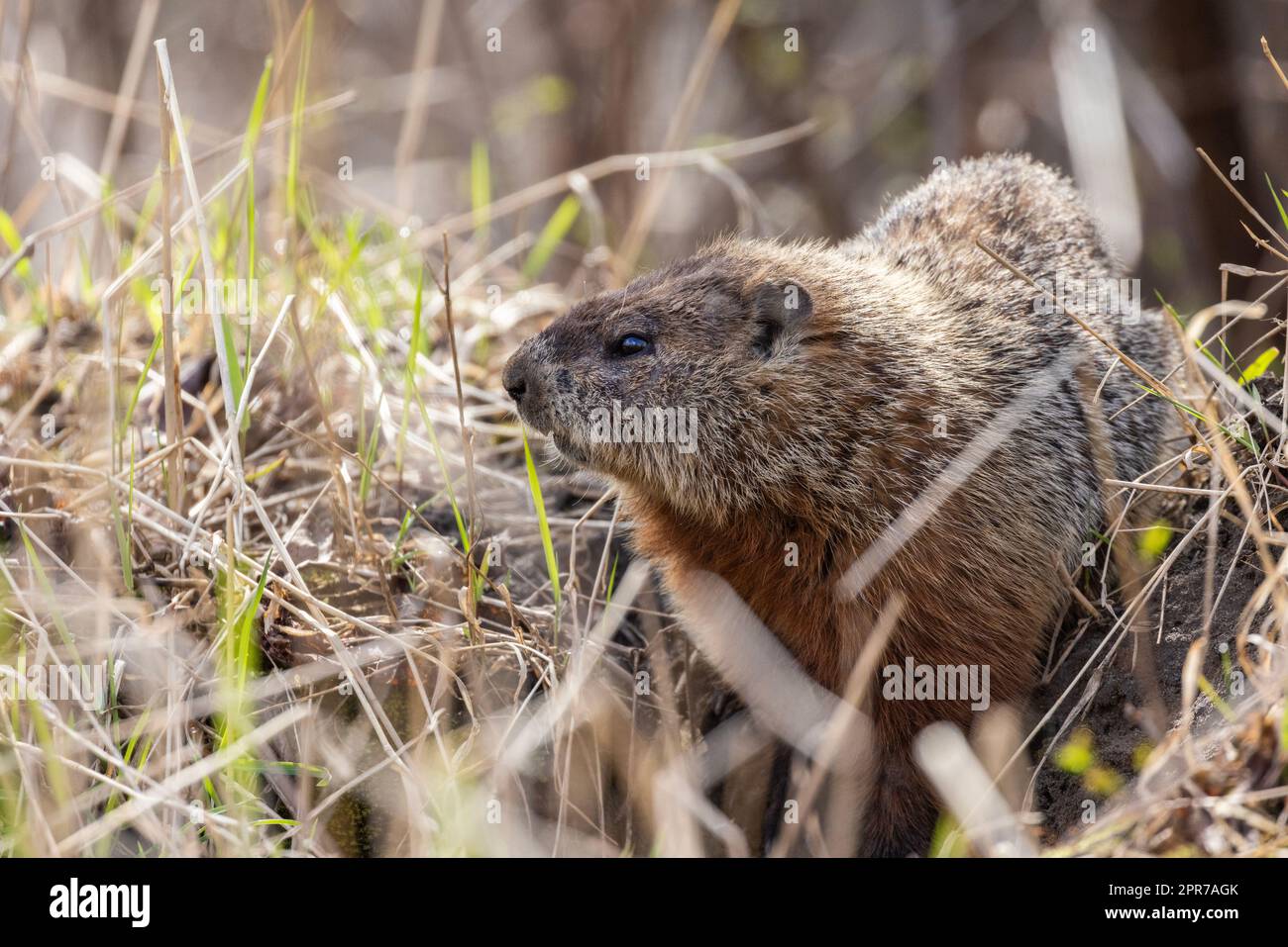 Marmota monax isolated hi-res stock photography and images - Alamy