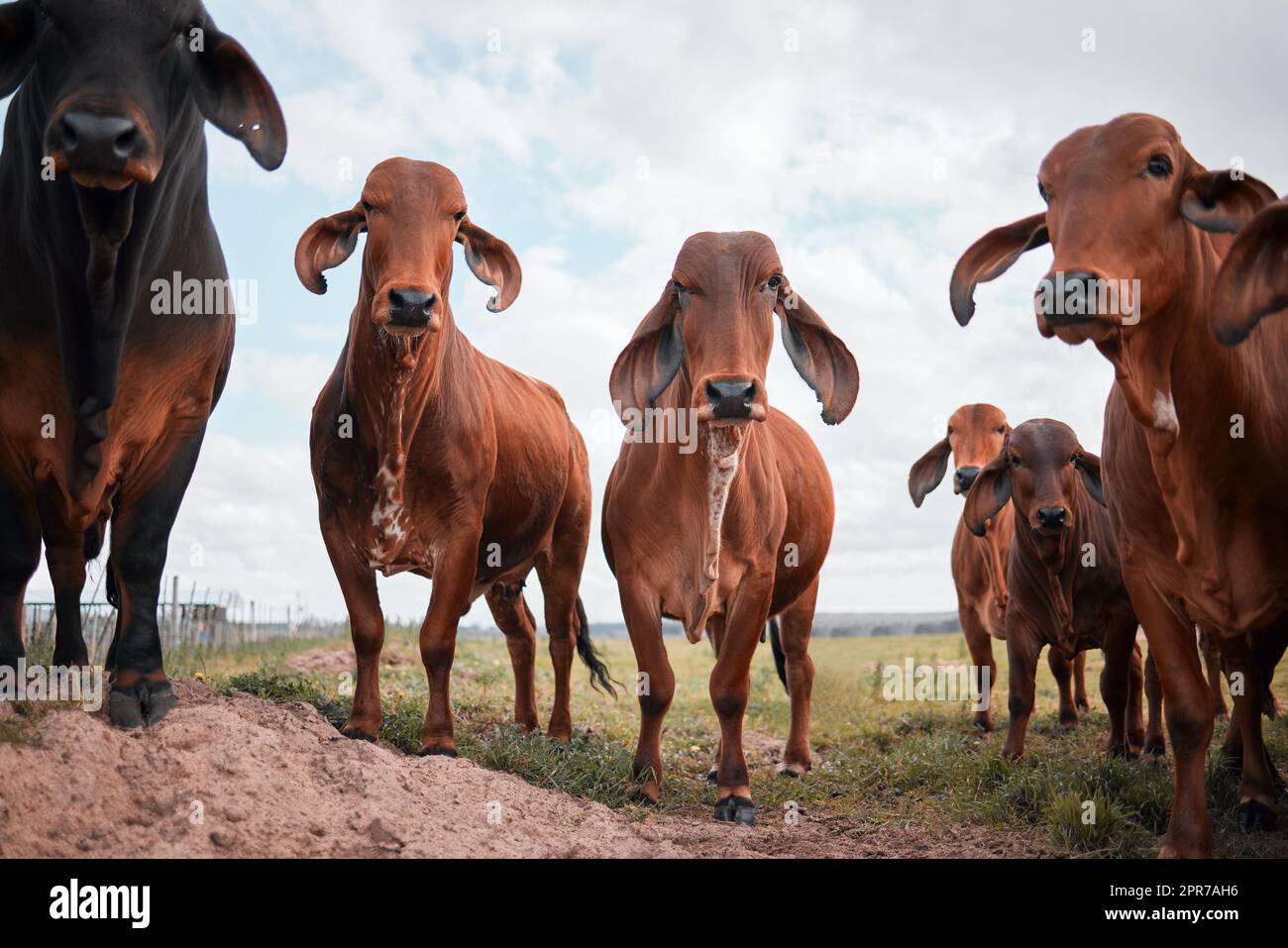 Group of cows hi-res stock photography and images - Alamy
