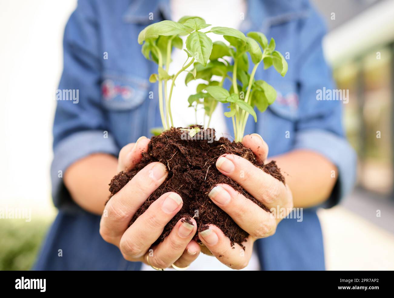 Person with plant at home hi-res stock photography and images - Alamy