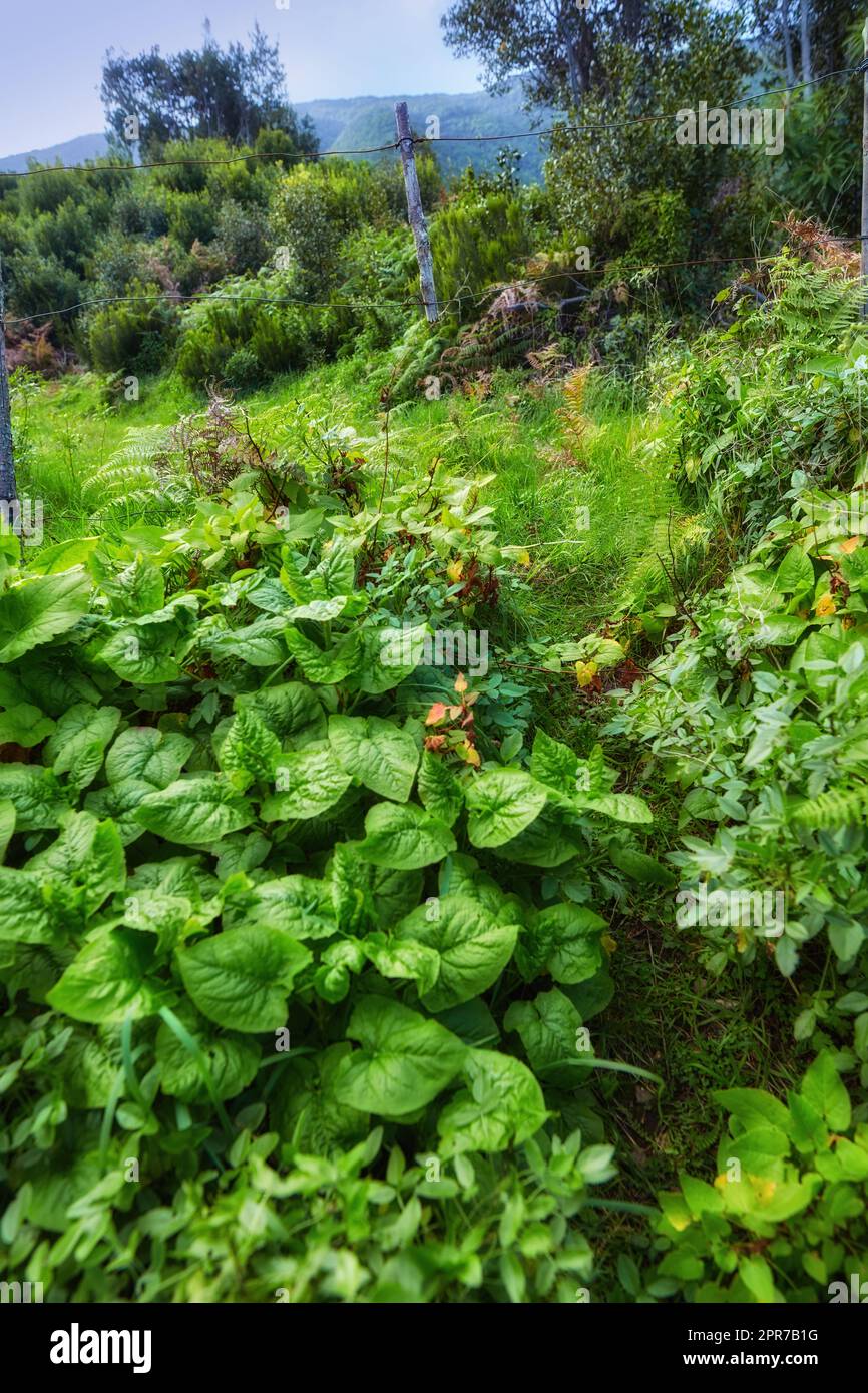 Biodiverse flora hi-res stock photography and images - Alamy