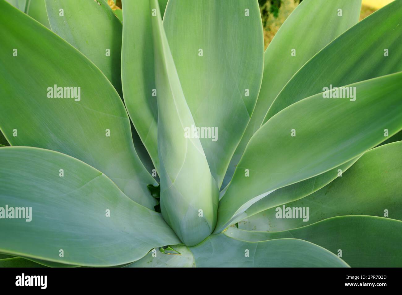 Green Agave succulent plant growing in the summer season. Closeup of a ...