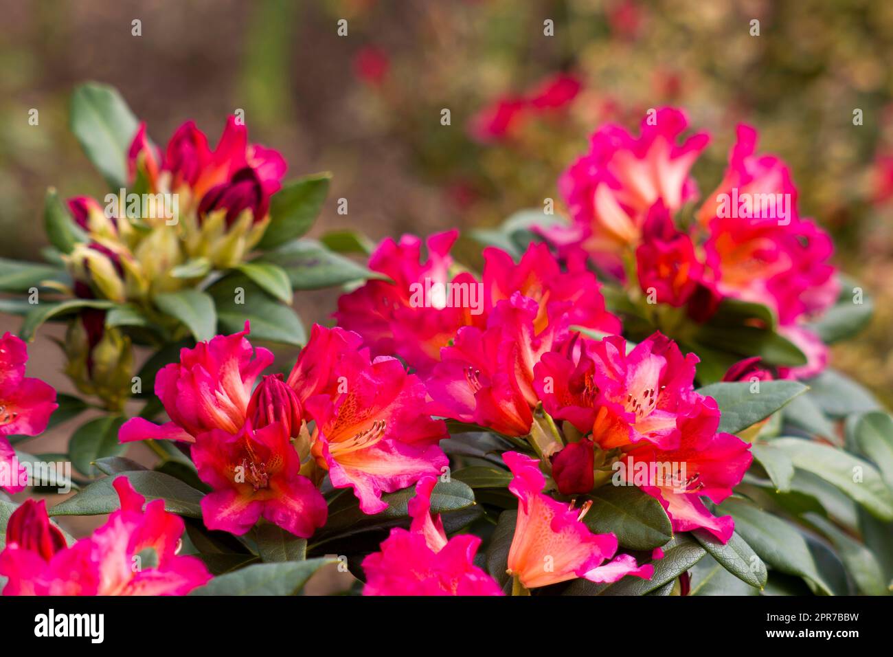Blooming red rhododendron flowers in a garden Stock Photo - Alamy