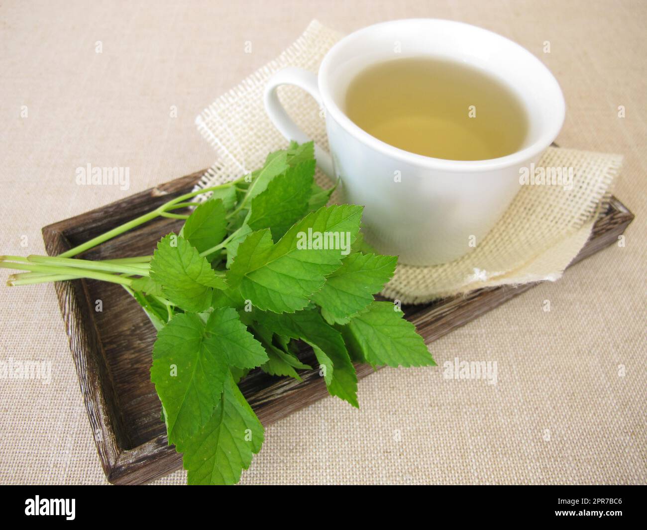 A cup of herbal tea with goutweed herbs Stock Photo - Alamy