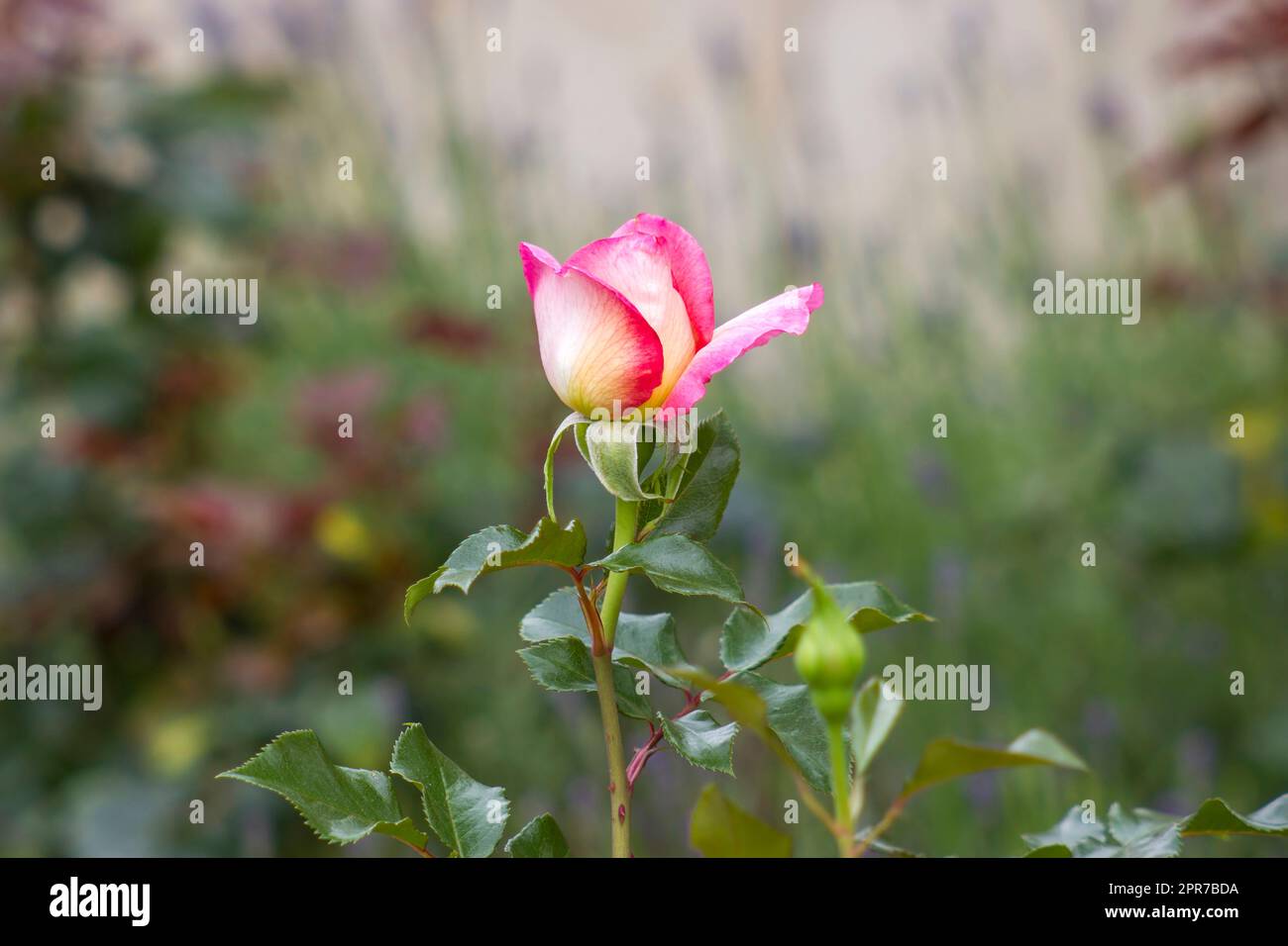 Soft focus of background hi-res stock photography and images - Alamy