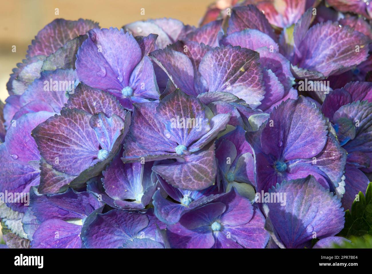 blue hydrangea flower background - macro image Stock Photo - Alamy