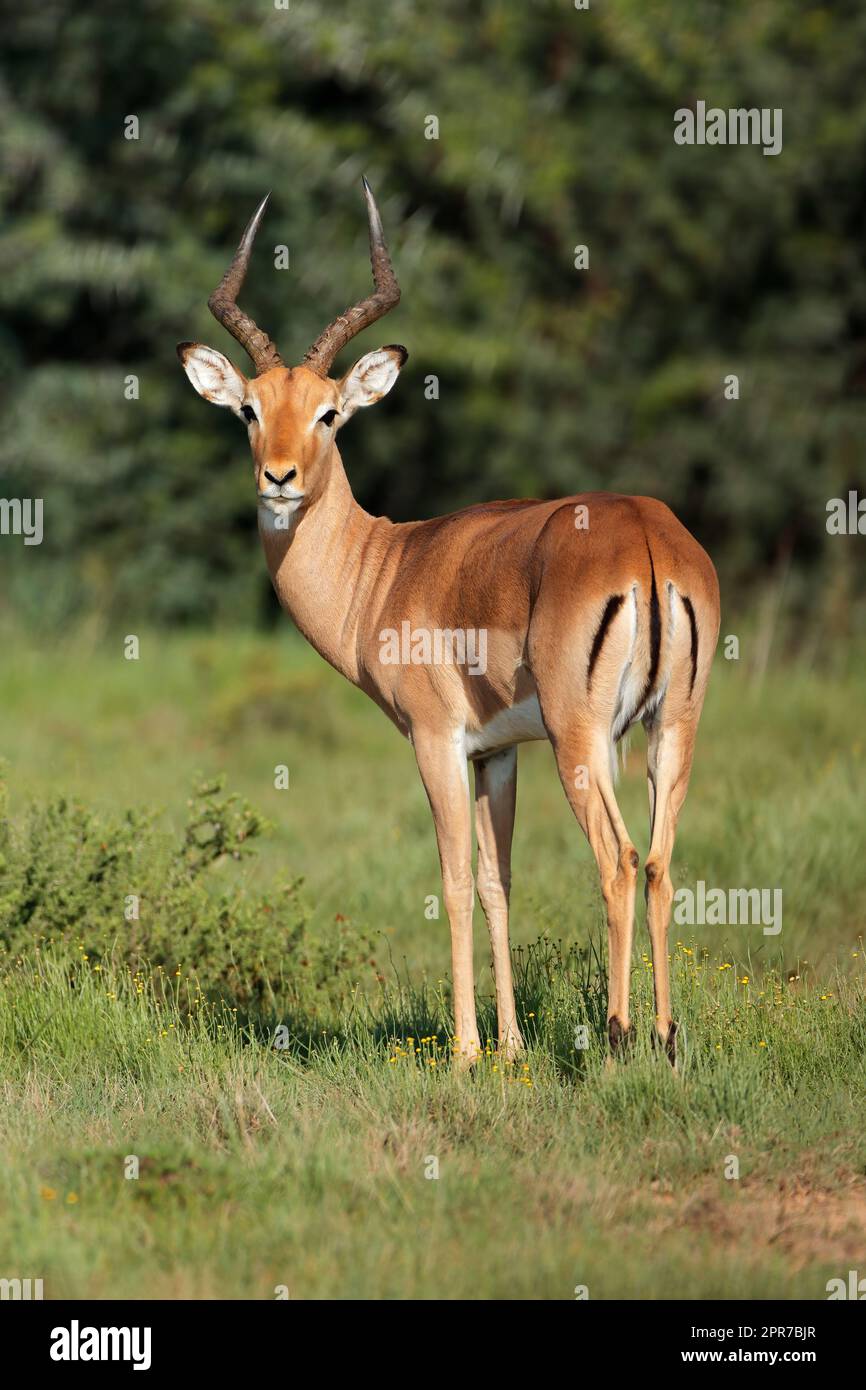 Unspoiled habitat hi-res stock photography and images - Alamy