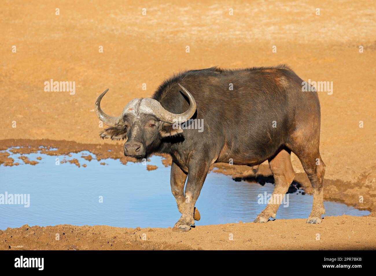 Alert water buffalo hi-res stock photography and images - Alamy