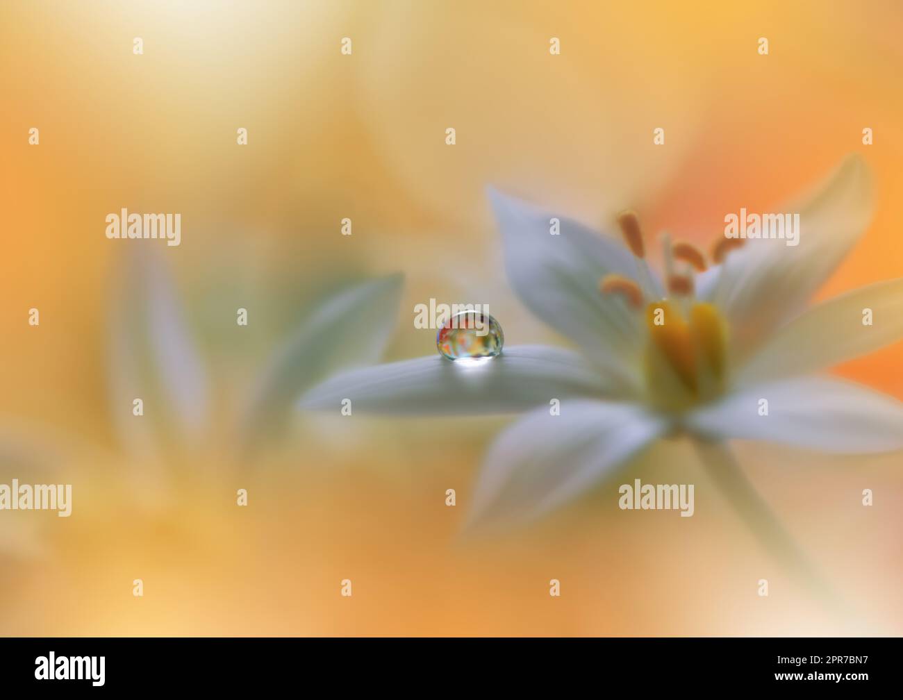 Insane Photography Screensavers Magic Flowers Hi Res Stock Photography