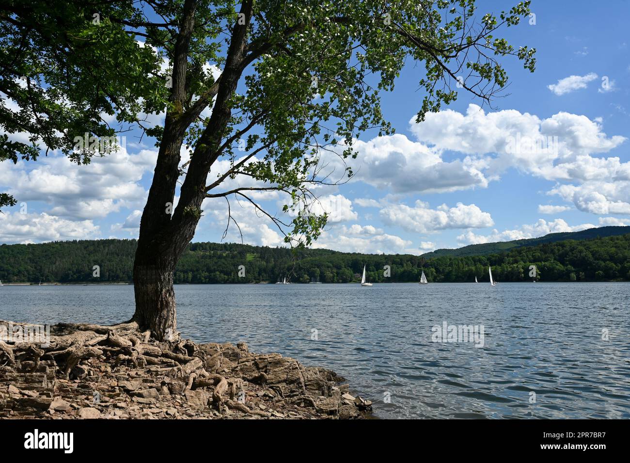 The lake Eder with a tree and sailing boats Stock Photo - Alamy