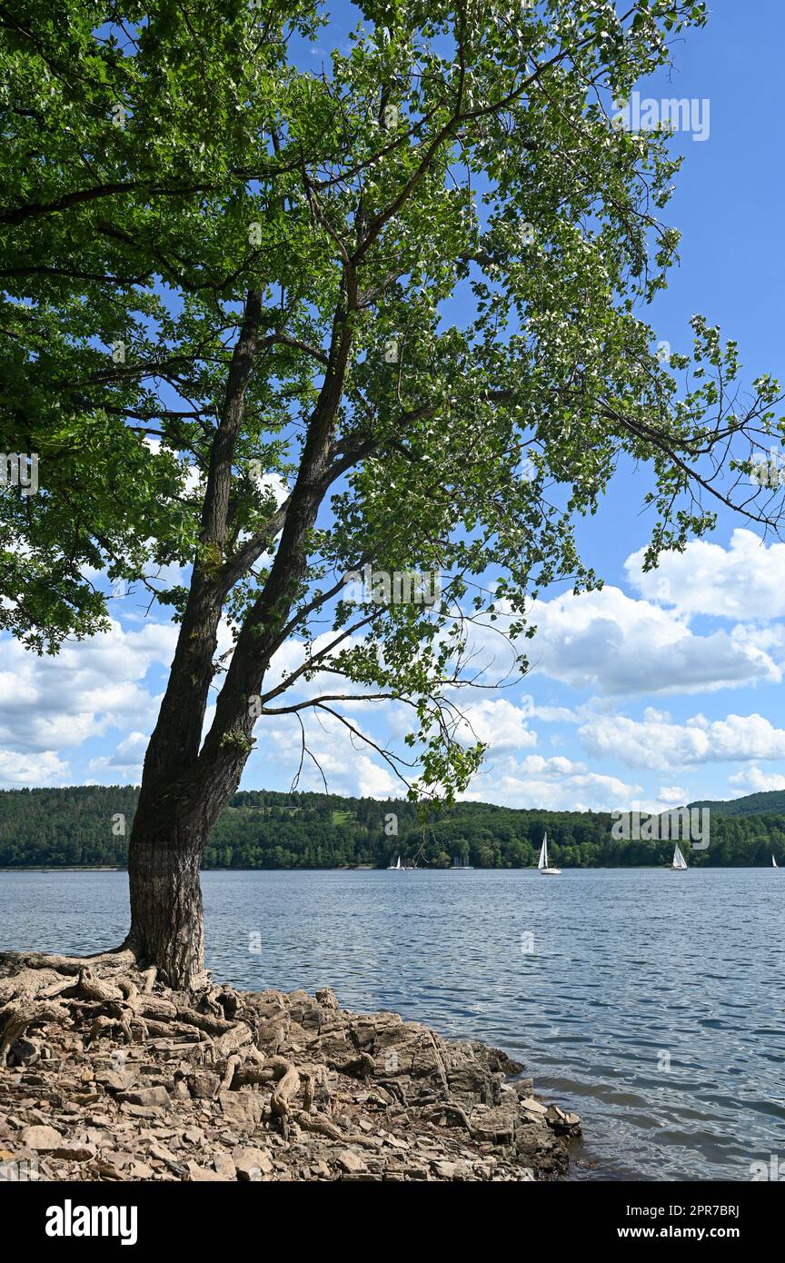 The lake Eder with a green tree , sailing boats and blue sky Stock ...