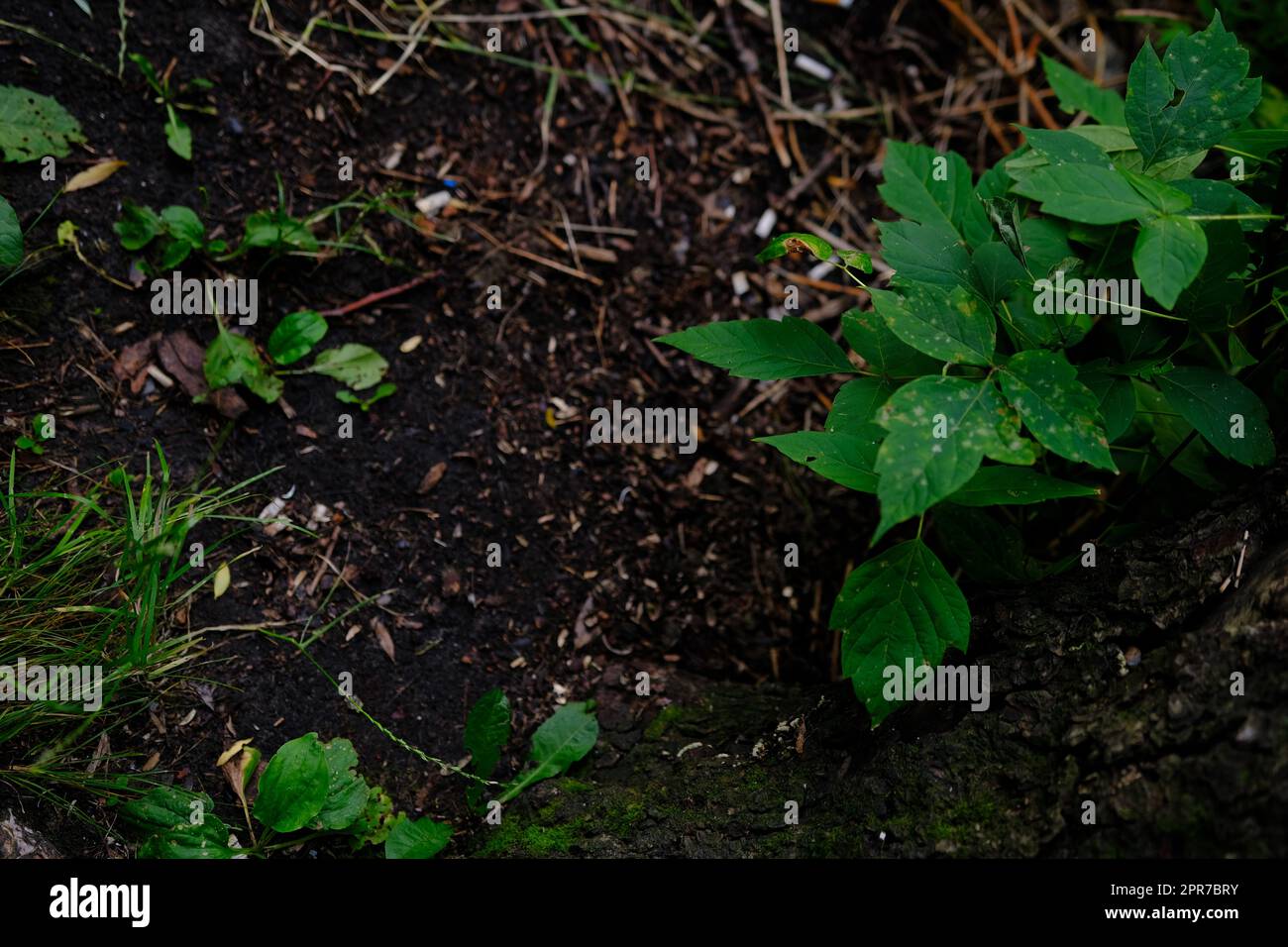 Earth ground covered with compost mulch fragment as a texture ...