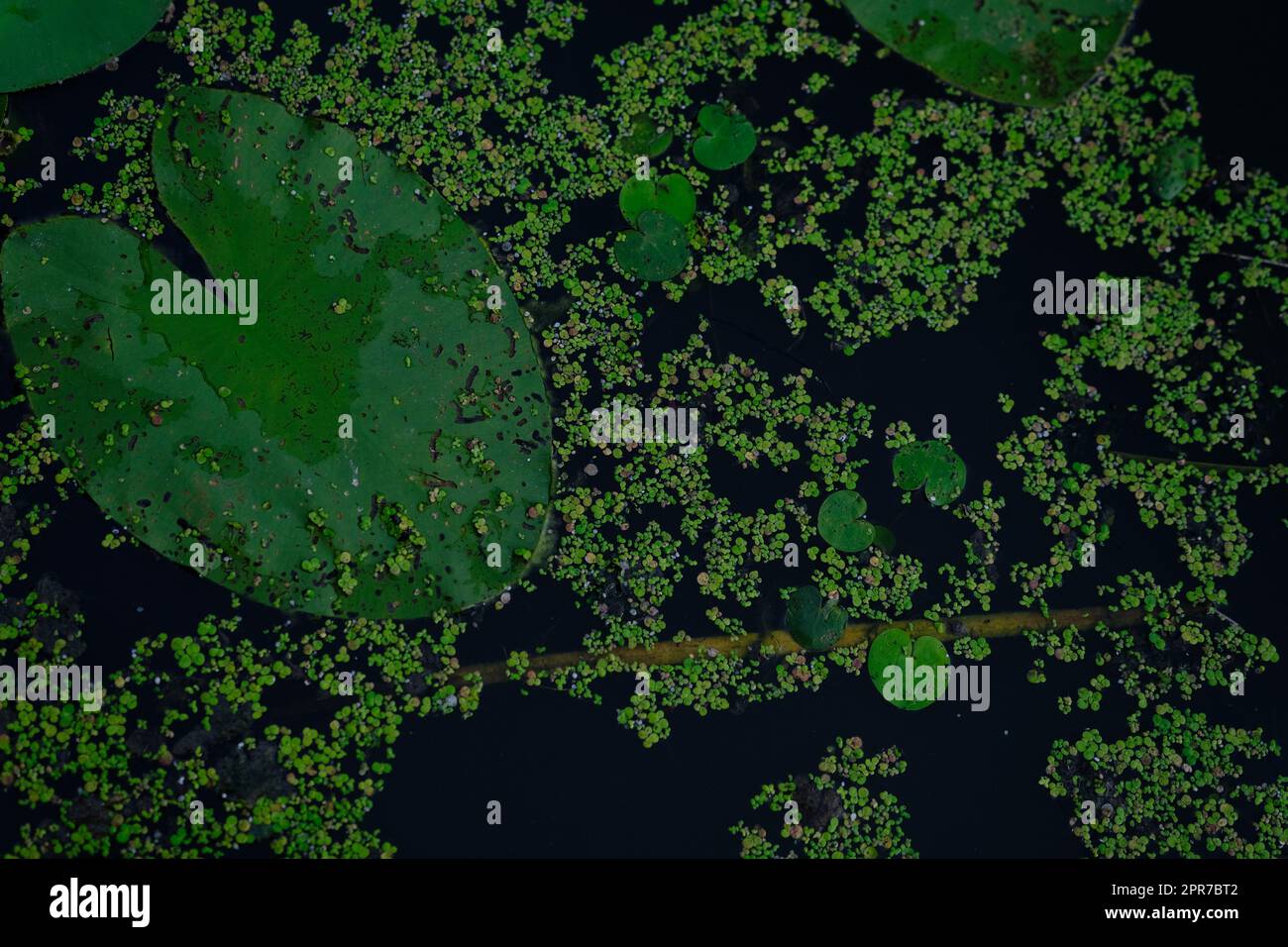 Top view of water lilies. Beautiful shape oh the liafe Stock Photo - Alamy