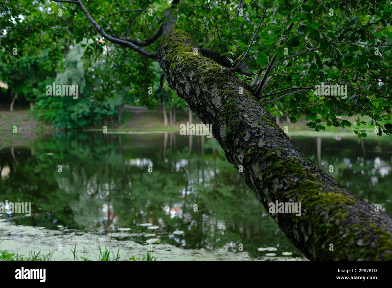 Close up the old bark on big tree with branch and leaf Stock Photo - Alamy