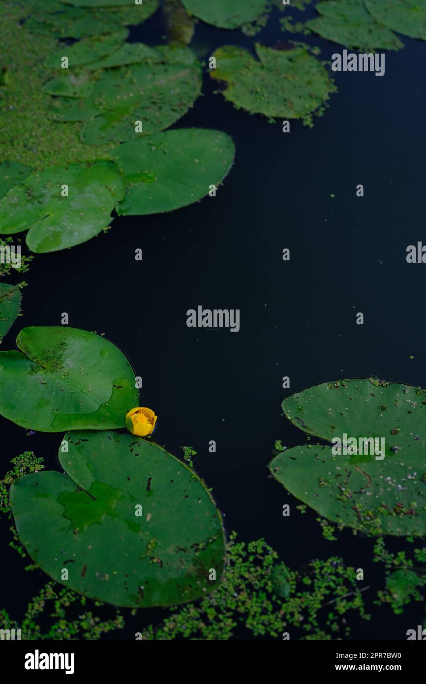 Yellow pond lilies hi-res stock photography and images - Alamy