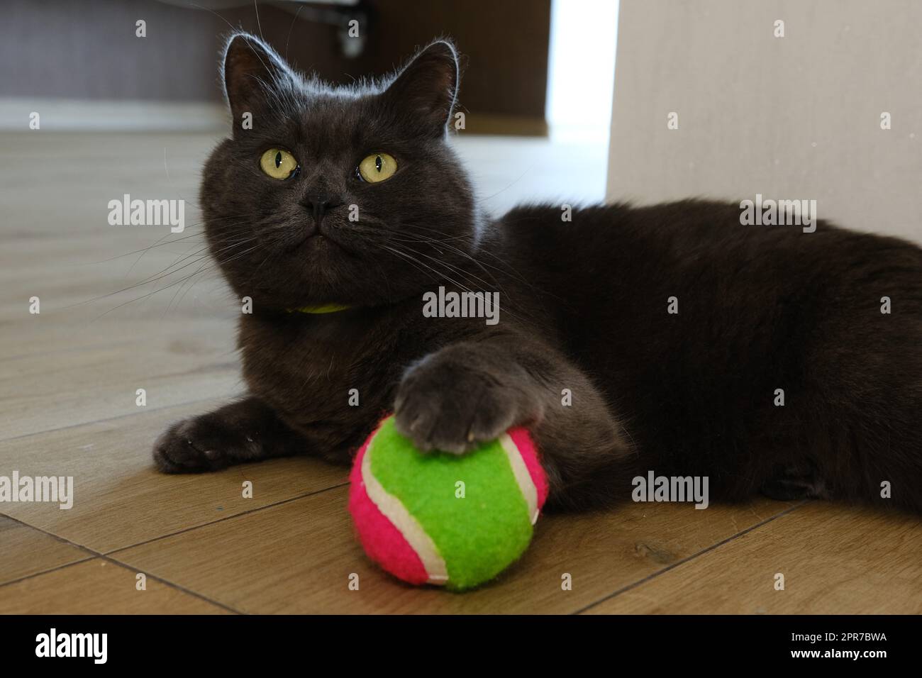 British Shorthair cat watching her colorful ball Stock Photo - Alamy