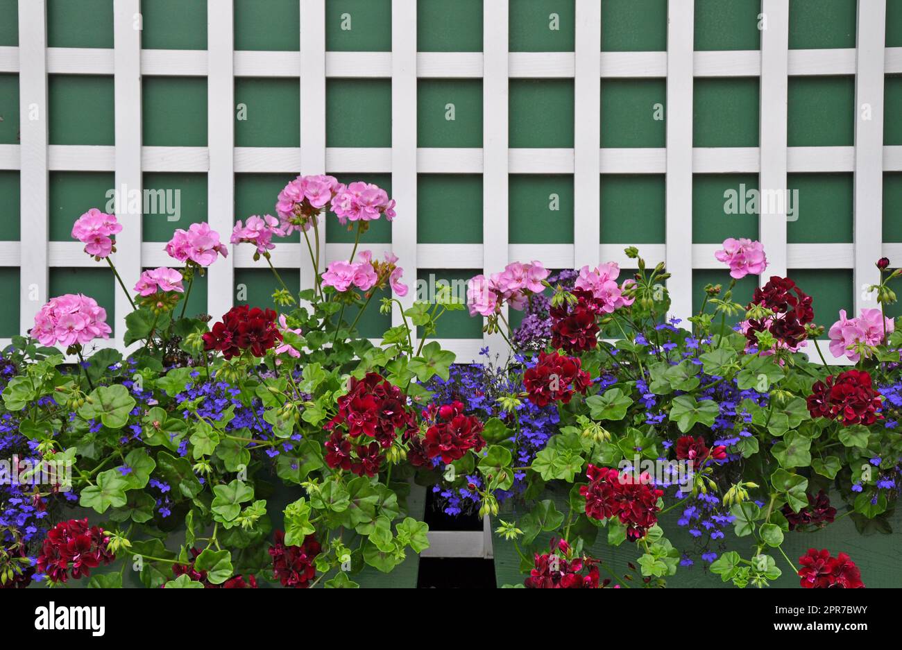 Colorful geranium planters Stock Photo - Alamy