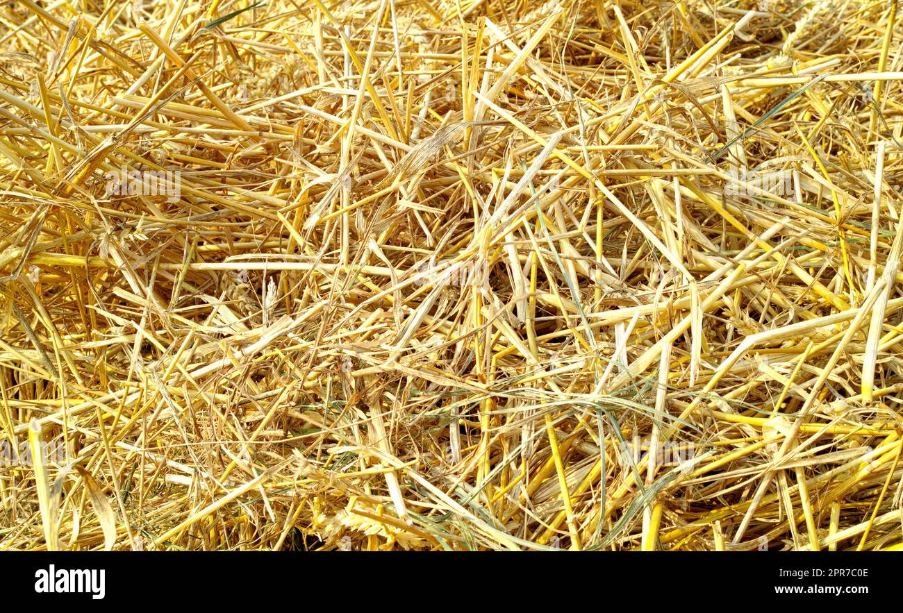 Closeup of a dry cut heap of hay after harvest. Zoom view of rough ...