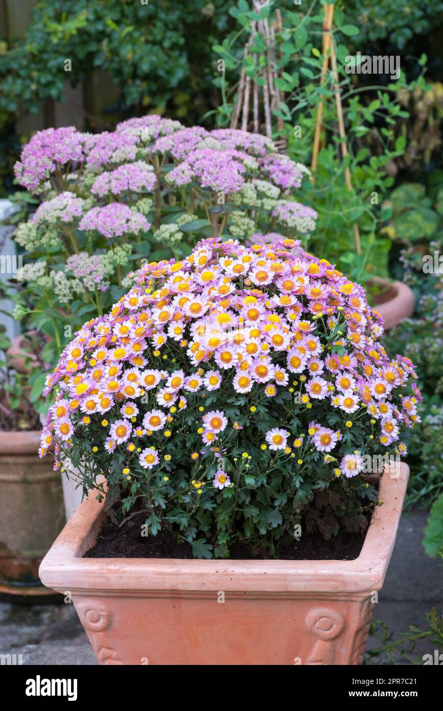 Pink daisy bush hi-res stock photography and images - Alamy