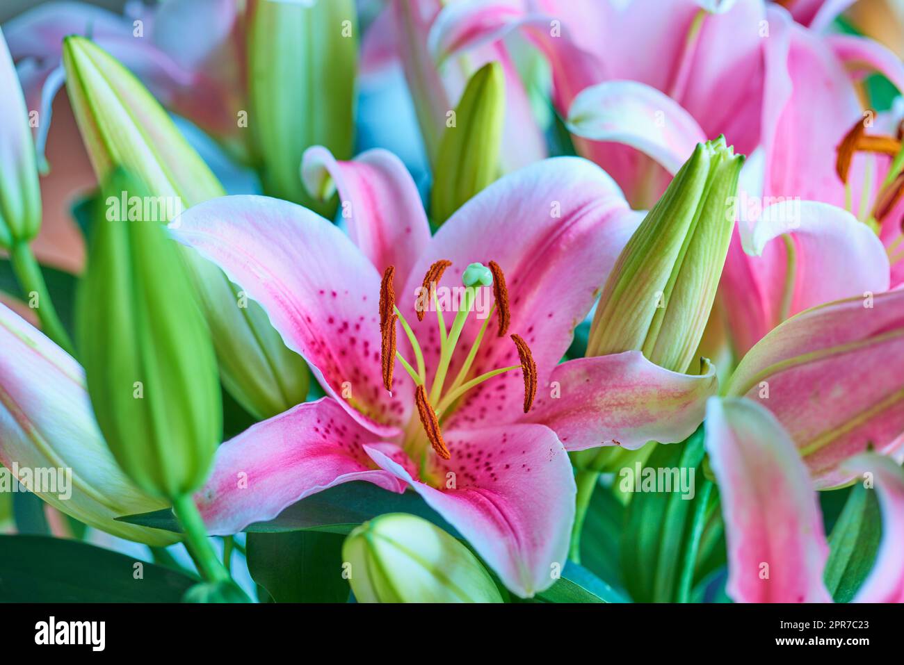Gorgeous lilies hi-res stock photography and images - Alamy