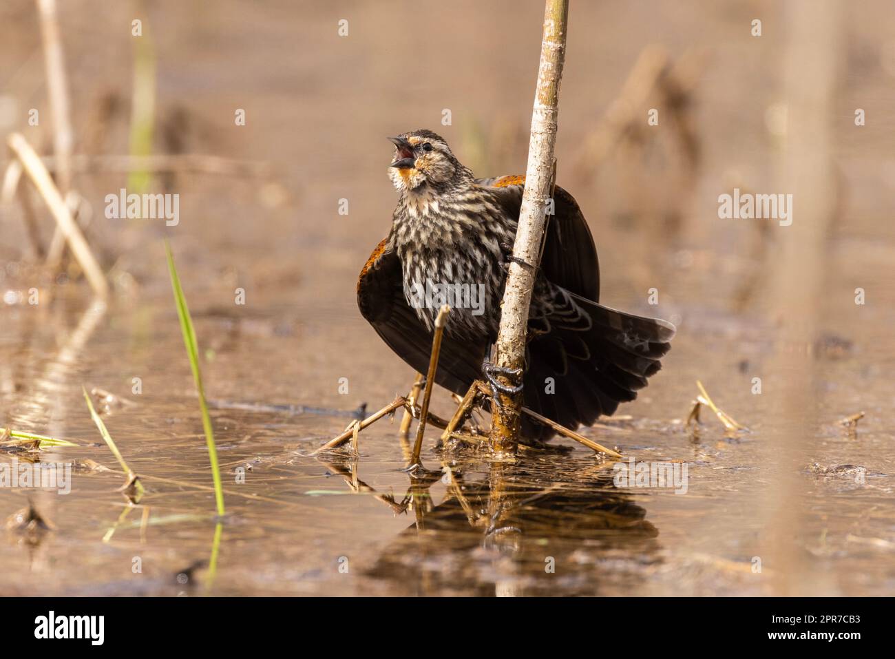 Female red-winged blackbird singing Stock Photo - Alamy