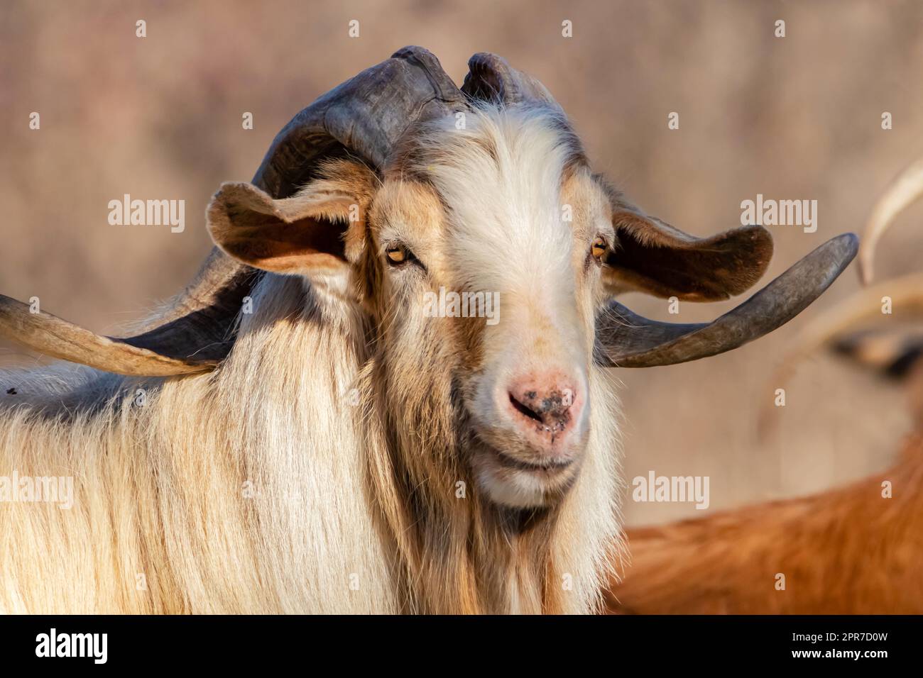 Close Look Over a Goat Stock Photo - Alamy