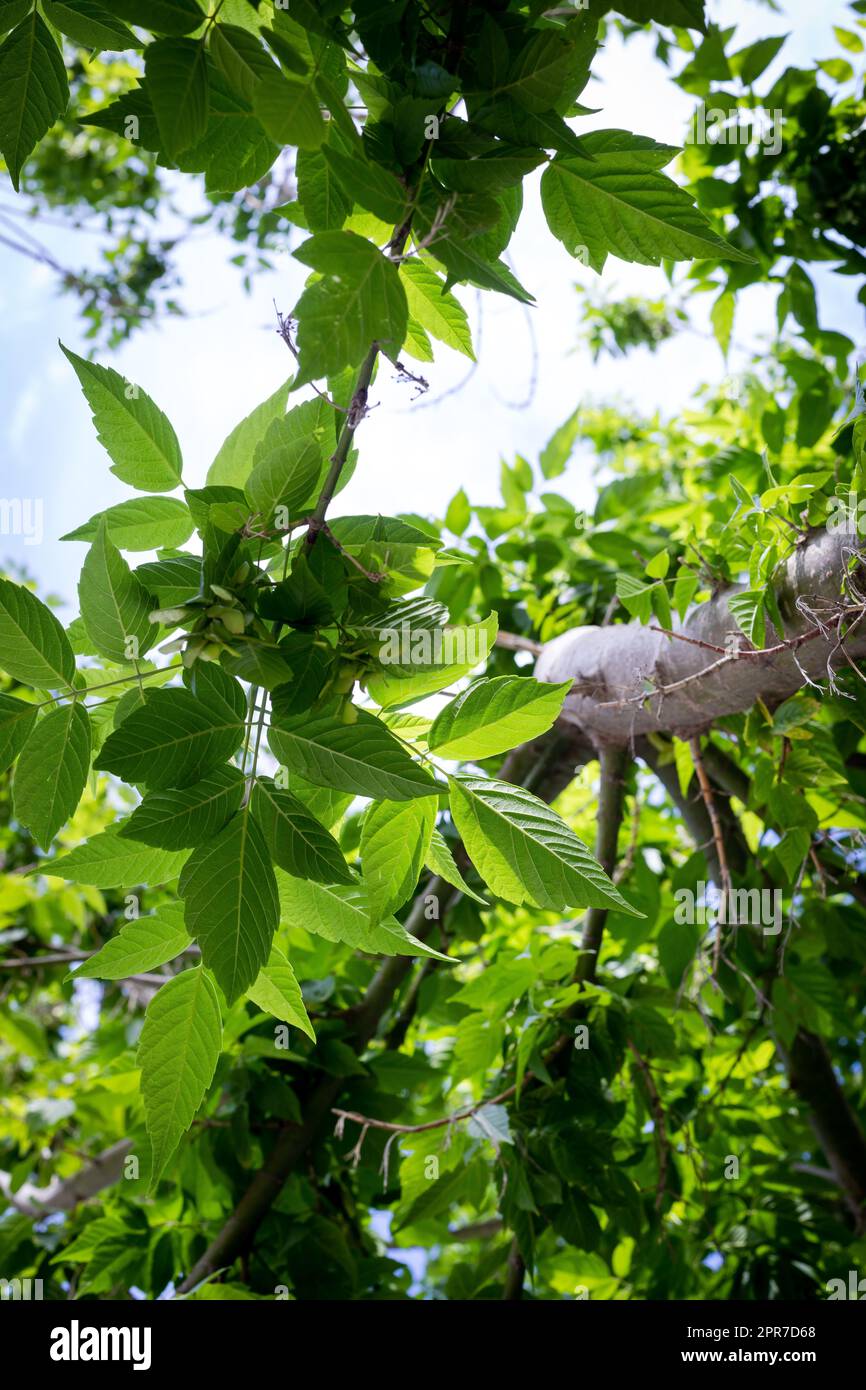 The sugar maple tree's lower leaves and flowers. Vertical natural view ...