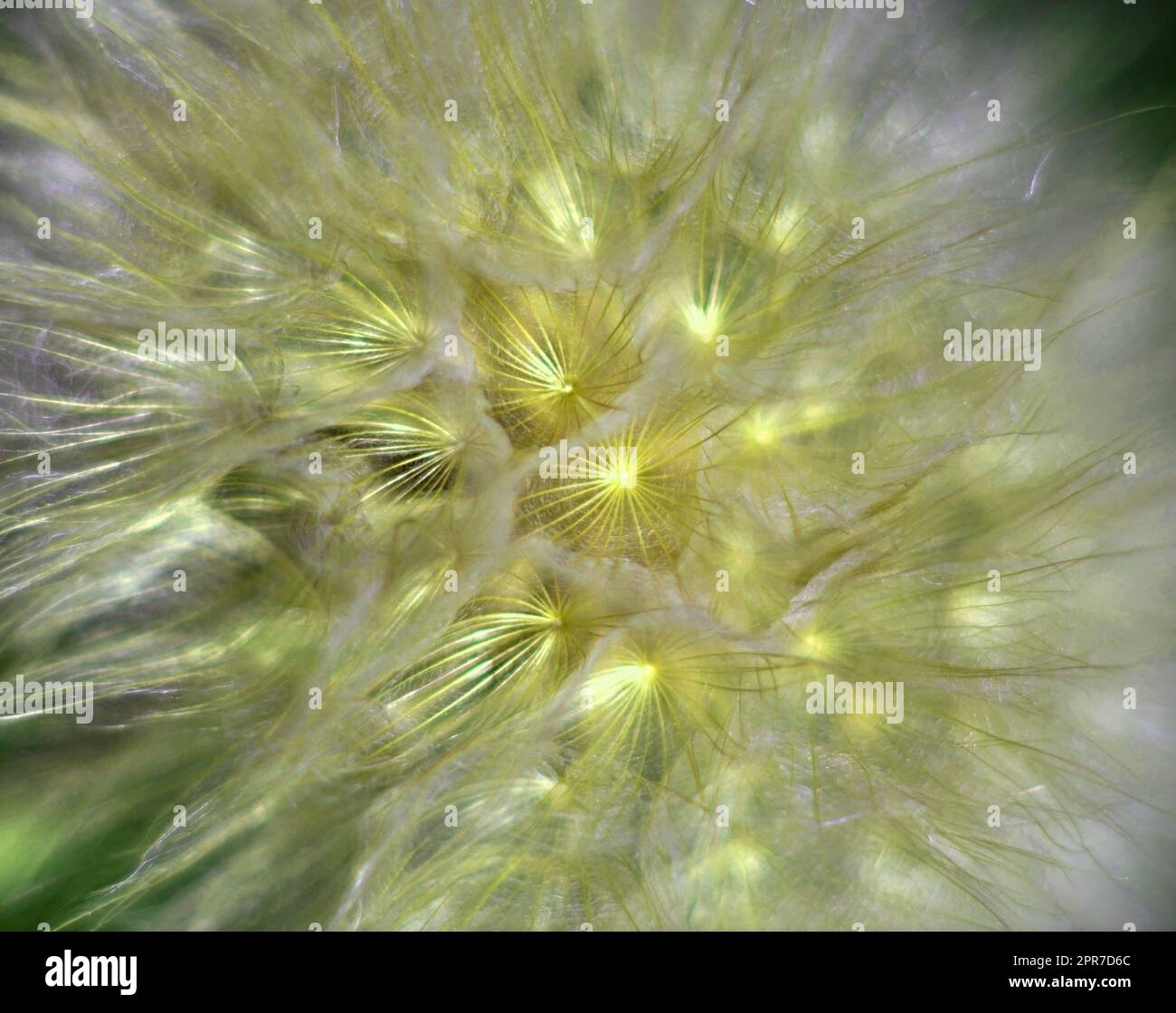 Natural seed texture hi-res stock photography and images - Alamy
